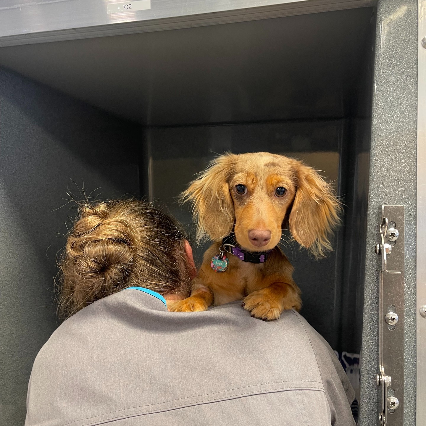 Home - NORTHSIDE VETERINARY CENTRE