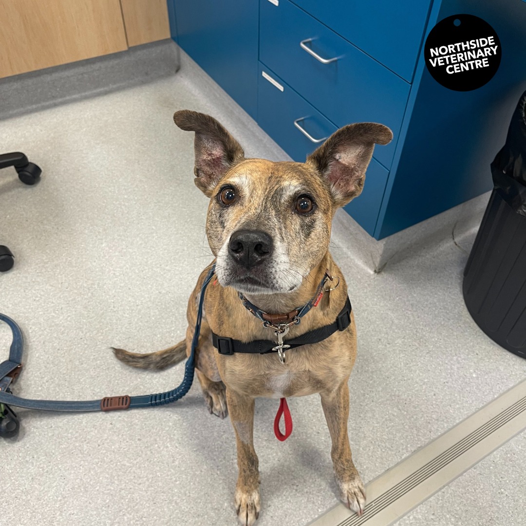 Home - NORTHSIDE VETERINARY CENTRE