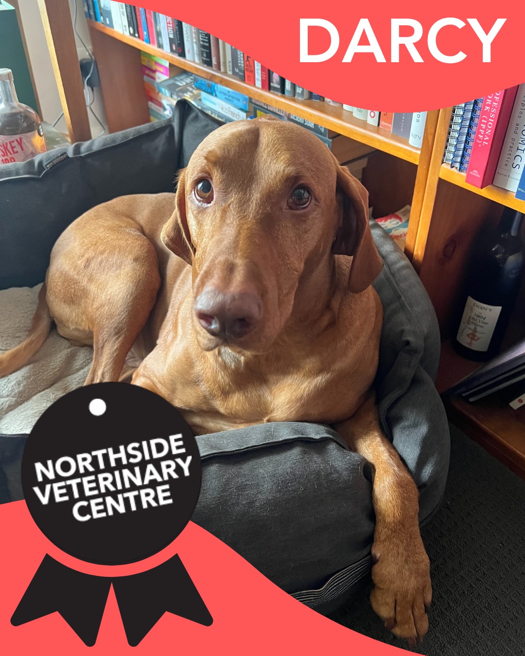 Home - NORTHSIDE VETERINARY CENTRE