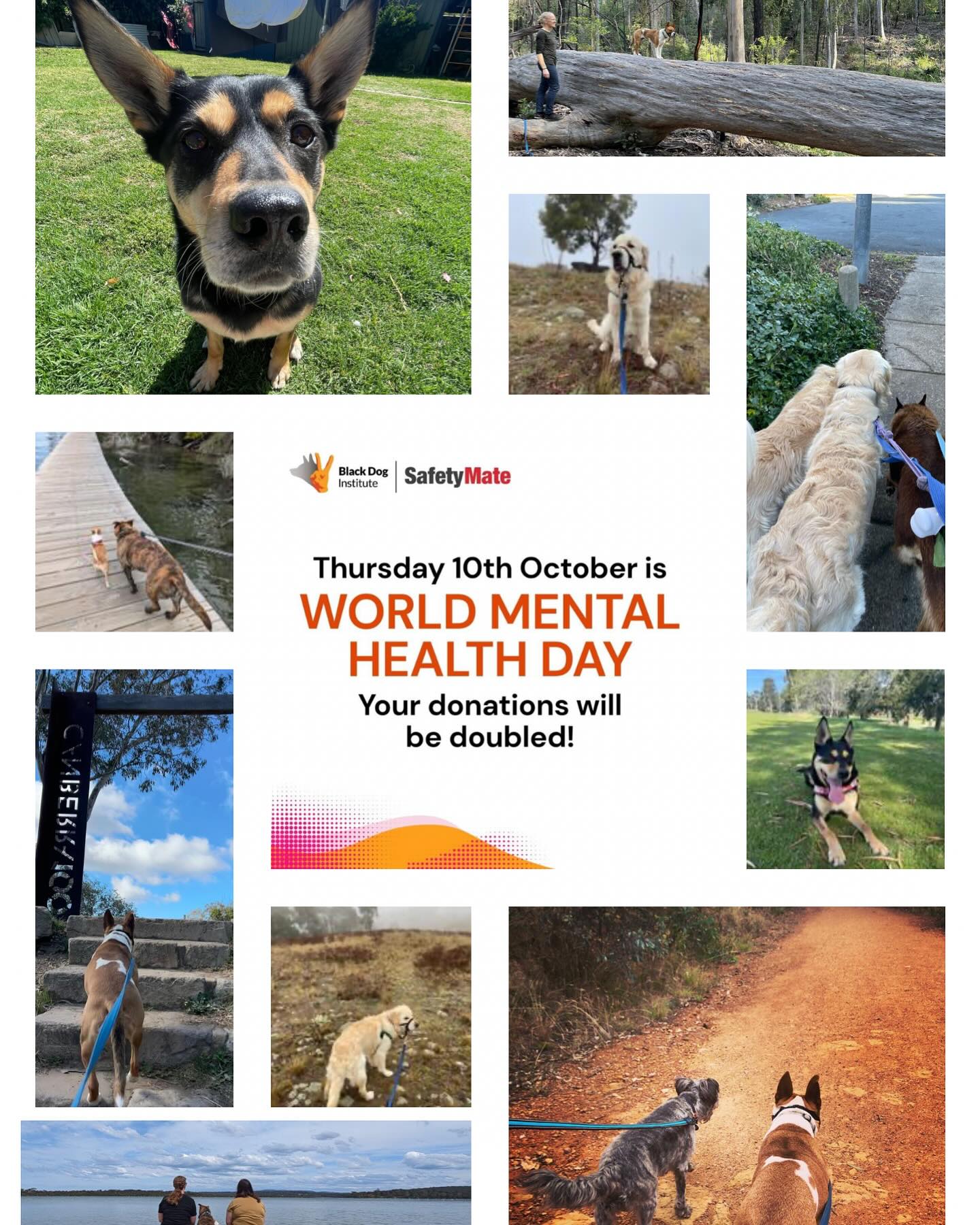 Home - NORTHSIDE VETERINARY CENTRE