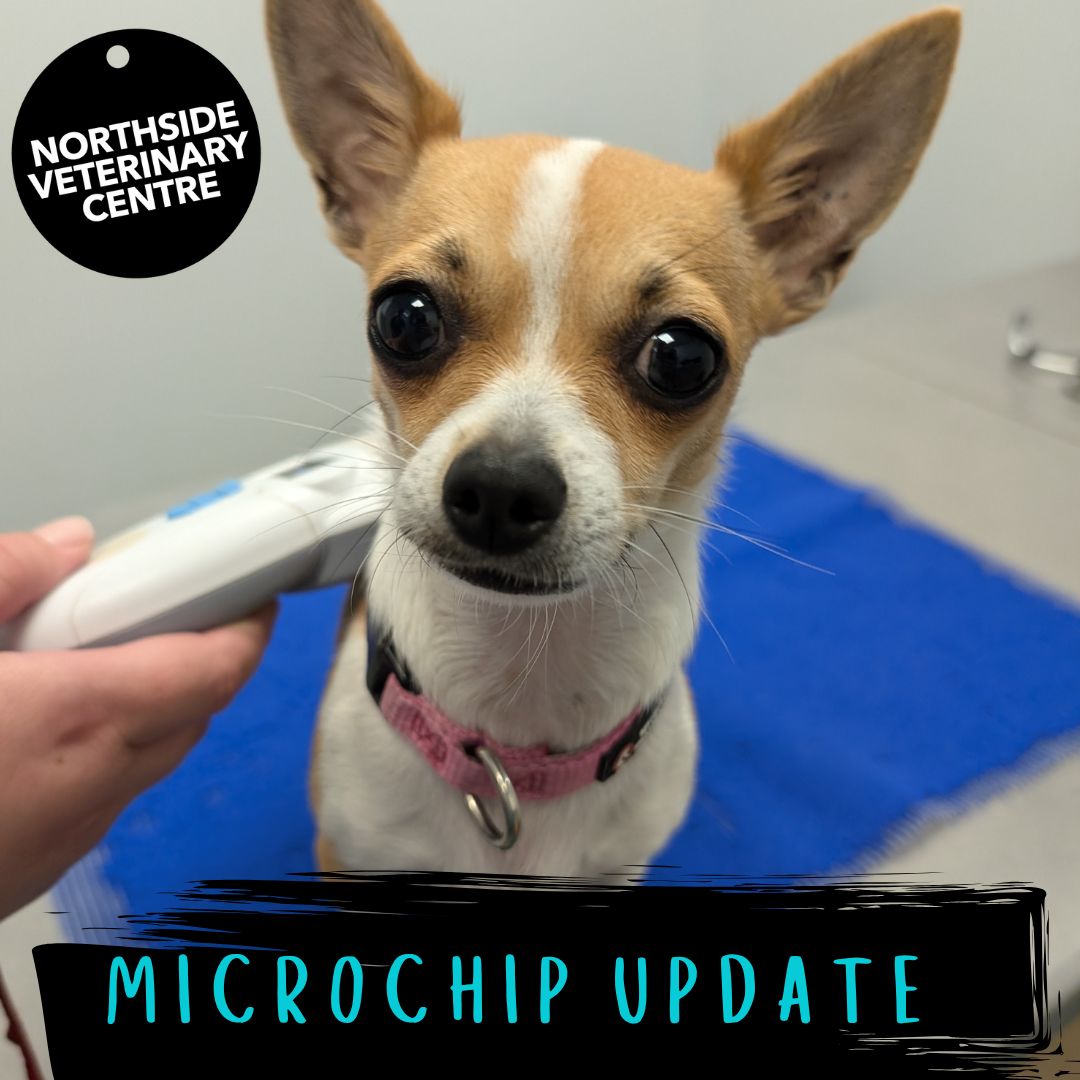 Home - NORTHSIDE VETERINARY CENTRE