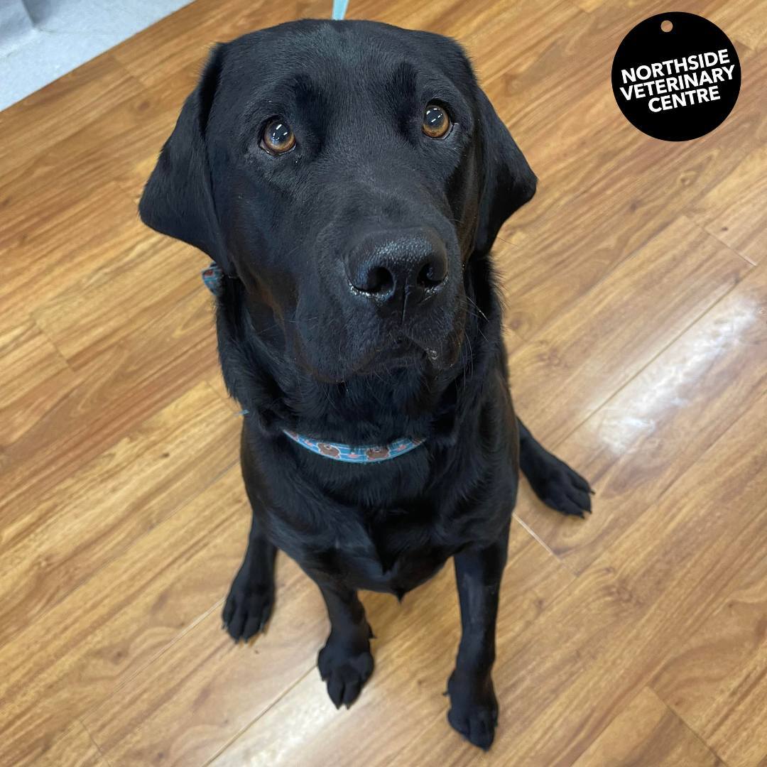 Home - NORTHSIDE VETERINARY CENTRE