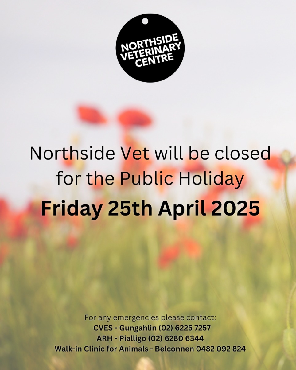 Home - NORTHSIDE VETERINARY CENTRE