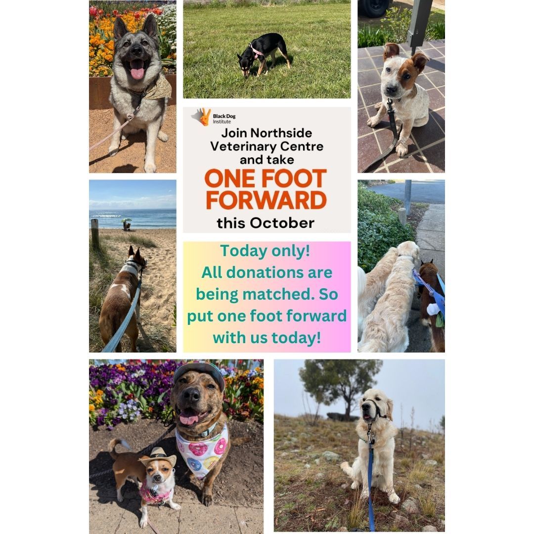 Home - NORTHSIDE VETERINARY CENTRE