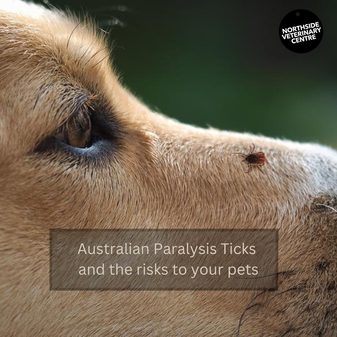 Home - NORTHSIDE VETERINARY CENTRE